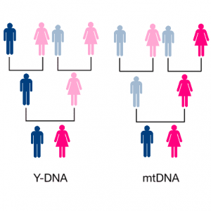 Discover your origins and verify your ancestry with DNA!